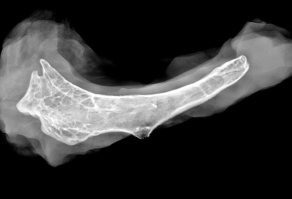 April Image of the Month