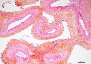 July Image of the Month