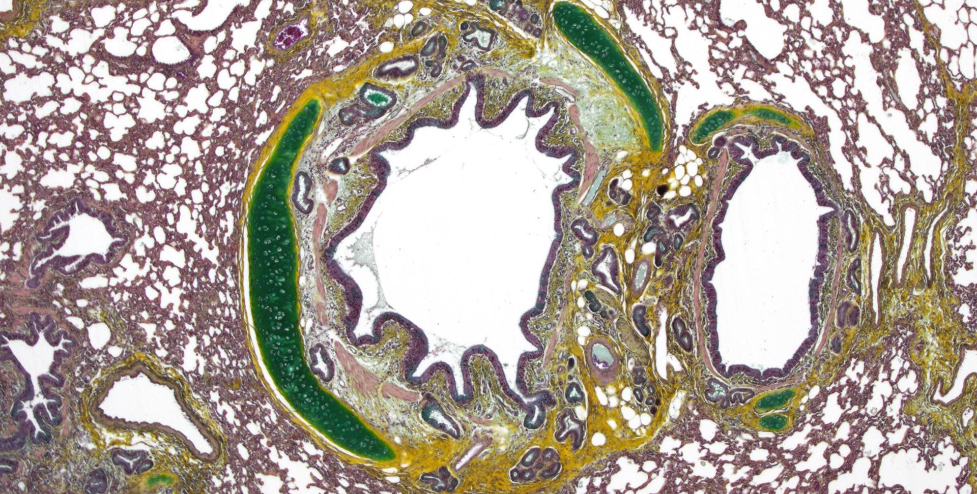 Biocompatibility Testing Support for Medical Devices | Veranex iCRO